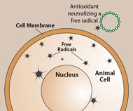 Anti-Aging MFIII of Switzerland VP (Vegetal Placenta) Advanced Formula ...